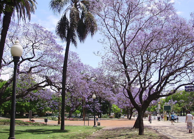 Jacaranda trees paint Buenos Aires in blue | My Buenos Aires Travel Guide