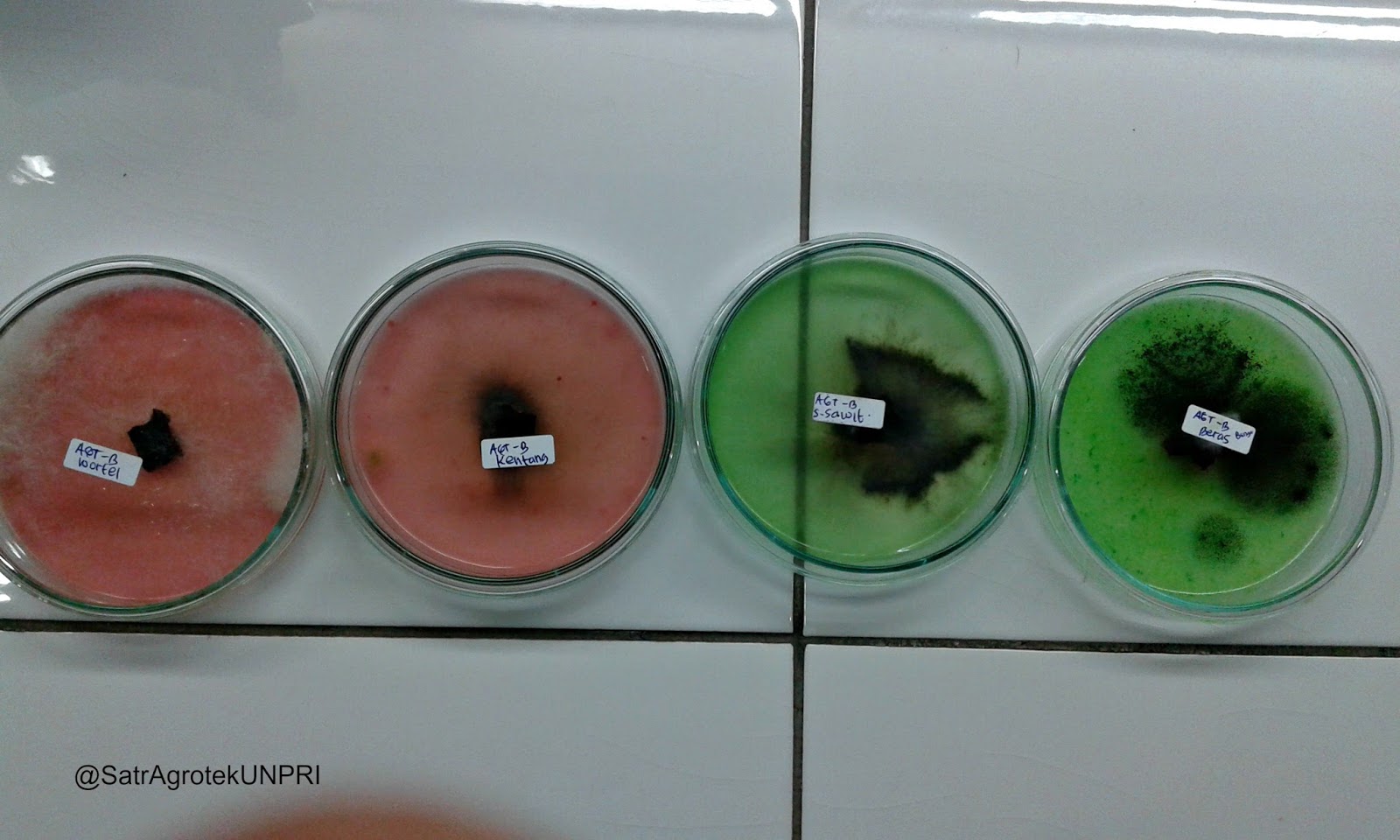 Pembuatan Berbagai Media Biakan Buatan Untuk Menumbuhkan Jamur ...