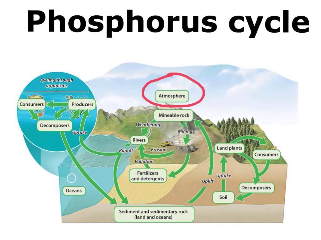 Phosphorus Cycle Phosphorus Cycle