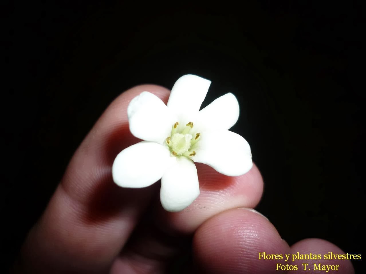 Flores y plantas silvestres: " Pittosporum tobira ". Pitosporo, Azahar ...