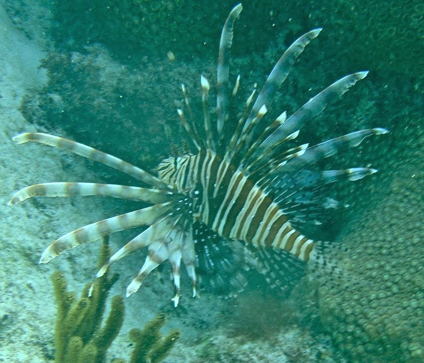 Antilles 2013 - 2014: Bermuda's coral reefs