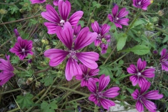 Univers Santé: La mauve sauvage