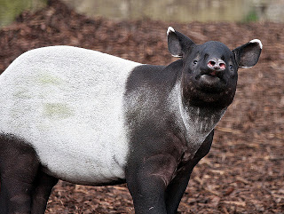 Tapirs Animals Facts And Images | All Wildlife Photographs