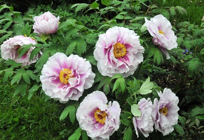 HOW TO GROW THE TREE PEONY |The Garden of Eaden