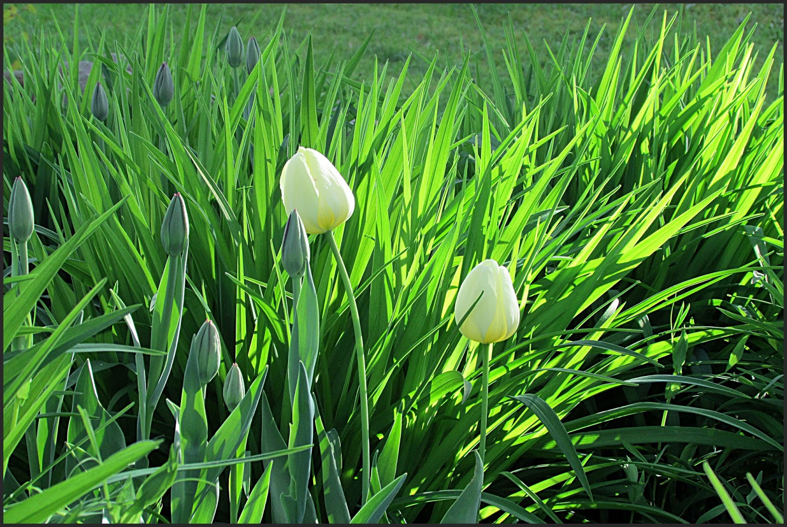 Kahelinkulma: Puutarhass