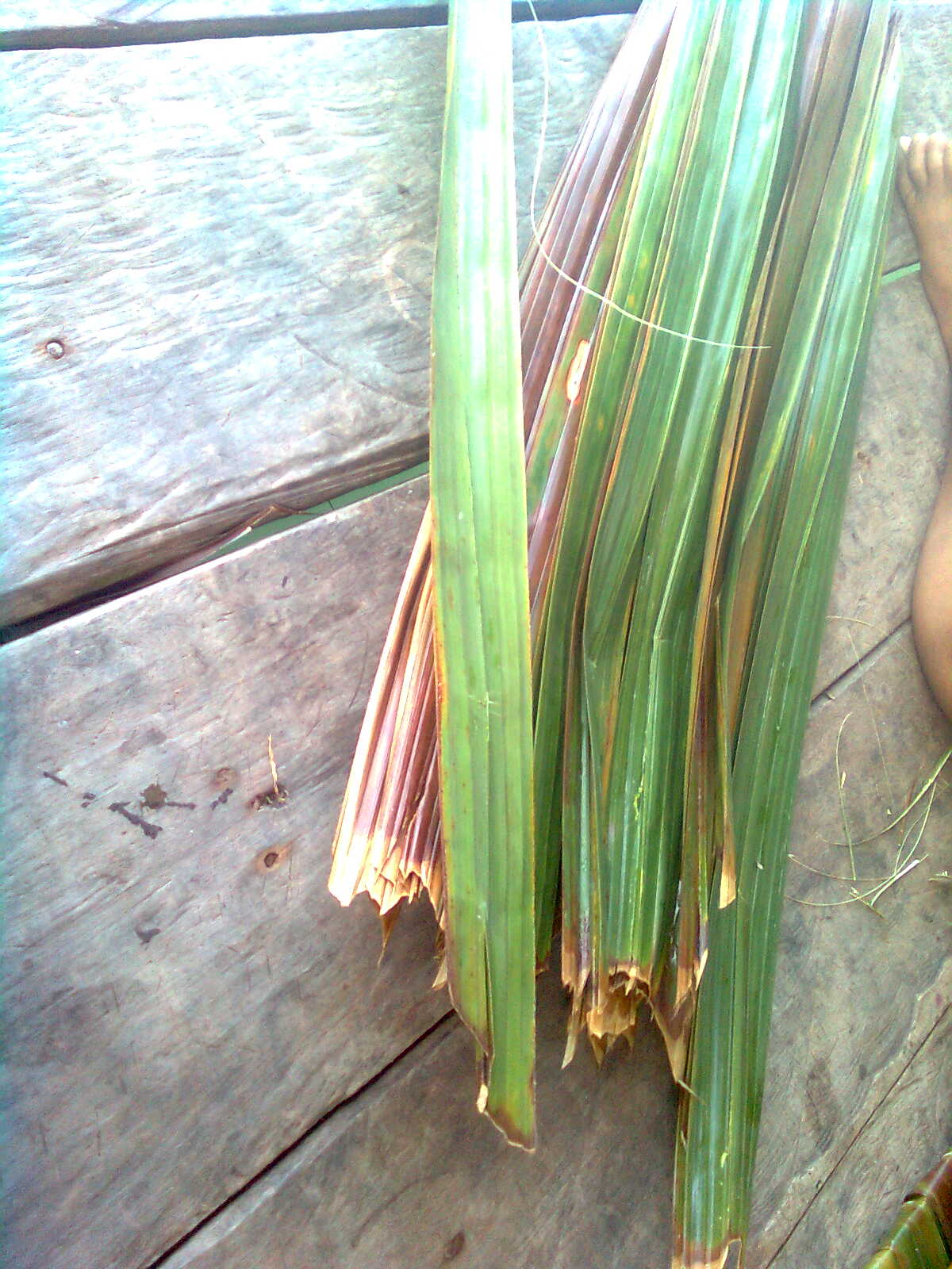 Tafakkur pada Ciptaan Allah Subhanahu Wa Ta'ala: Atap dari daun Sagu