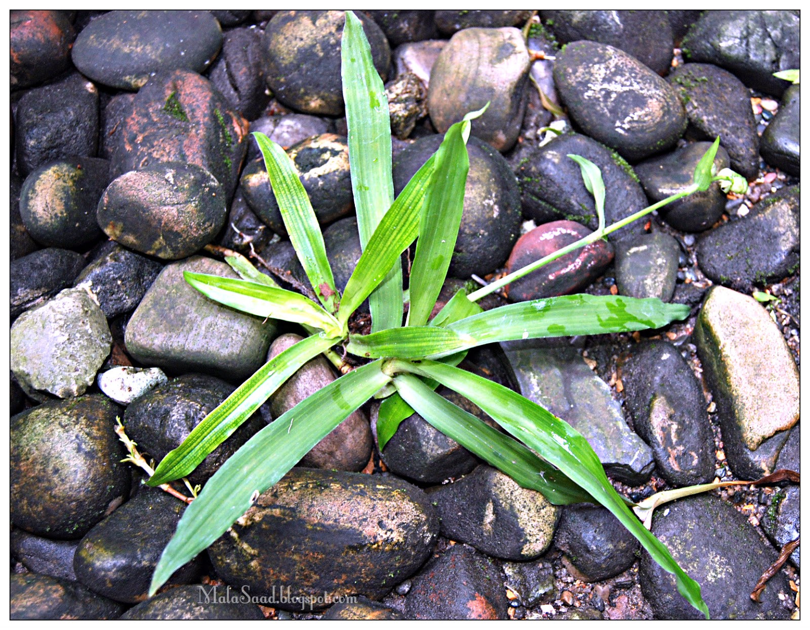 My Green Eye's: Rumput Cina - Murdannia Bracteata