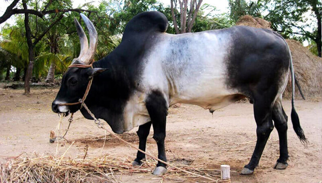 Jallikattu - Not just a sport but a science.