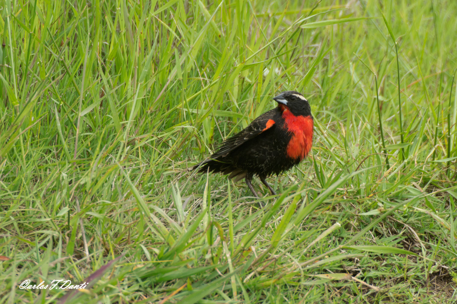 AVES SALADILLO: PECHO COLORADO (Sturnella superciliaris)