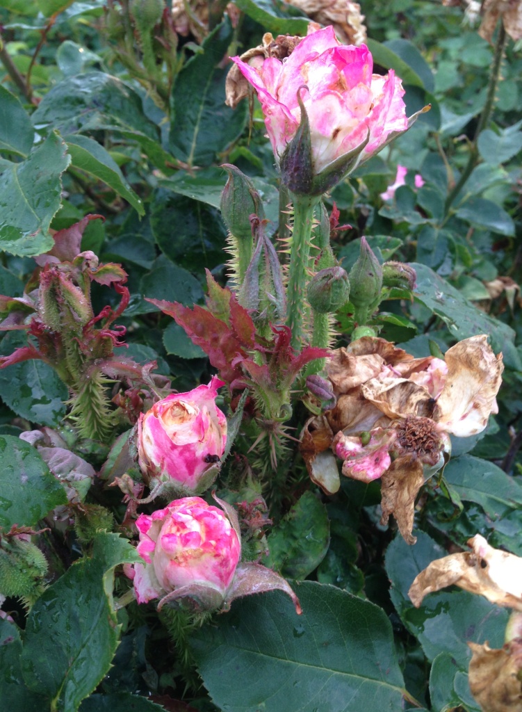 Garden Musings: Witches' Broom Arrives