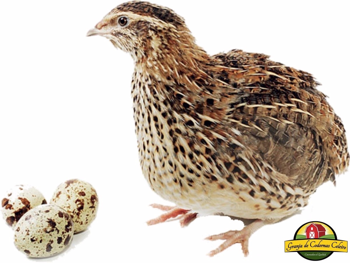 Clube da Codona: Espécies de codornas: Europeia, americana, japonesa ...