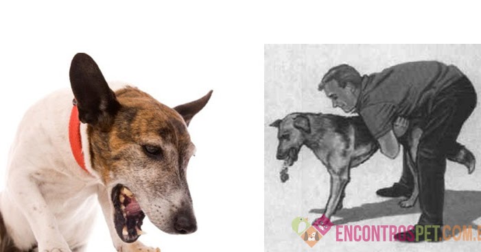 Como Desengasgar um Cachorro ou Gato