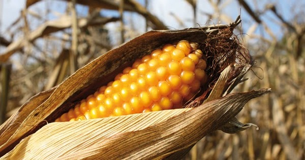 SECTOR AGROPECUARIO: El maíz, base de la cultura indígena