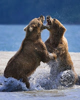 5th Grade - Andrés Segovia: UNIT 1: Living things and Vital Functions