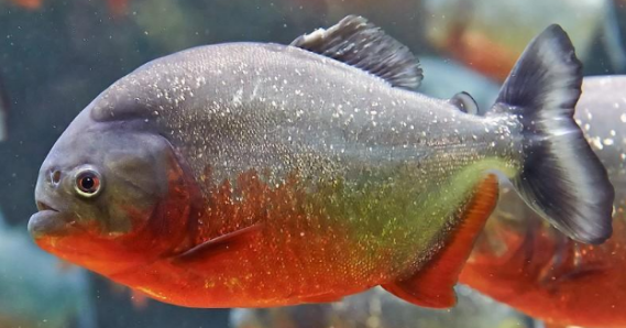 Mengenal Ikan Piranha
