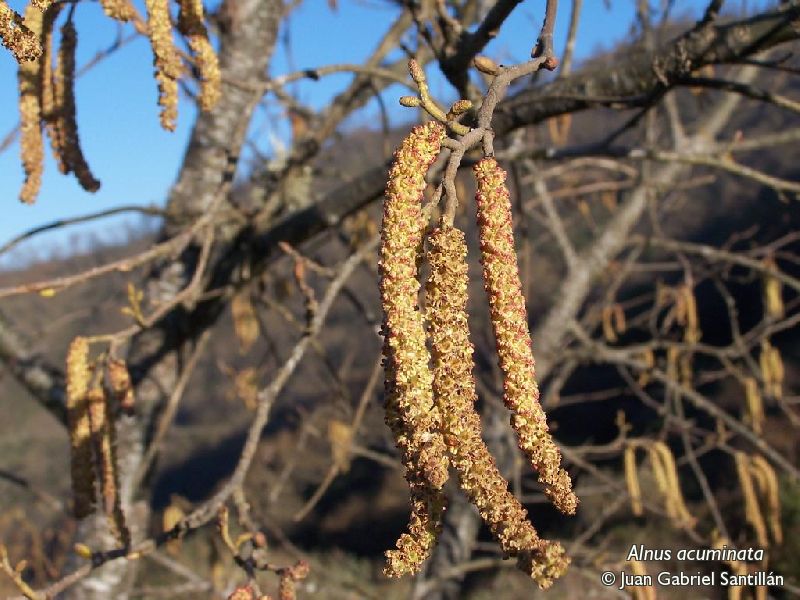 Argentina nativa: Aliso del cerro (Alnus acuminata)