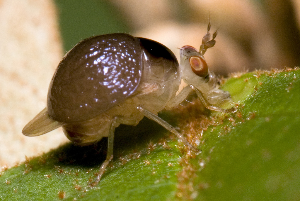 Real Monstrosities: Beetle Fly