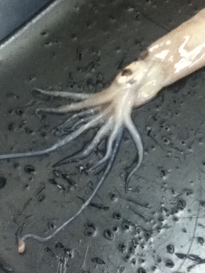 Gabi Biology 11: Squid Dissection