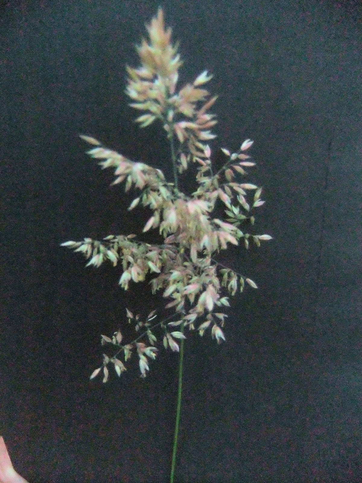 Anglesey Wild Flower Meadow: Grasses