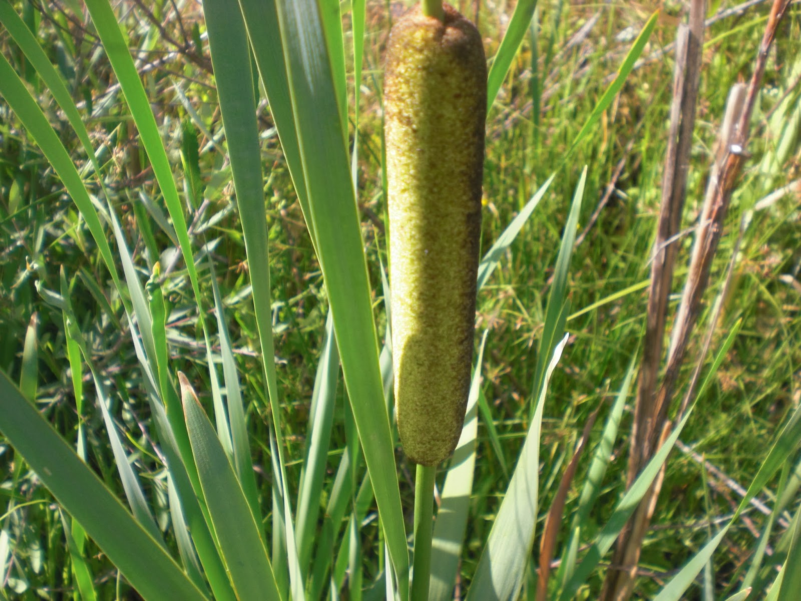 Perfumes y luces de Extremadura: Enea, Typha latifolia.