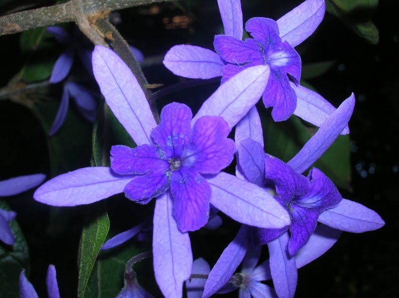 Recregarden: PETREA VOLUBILIS