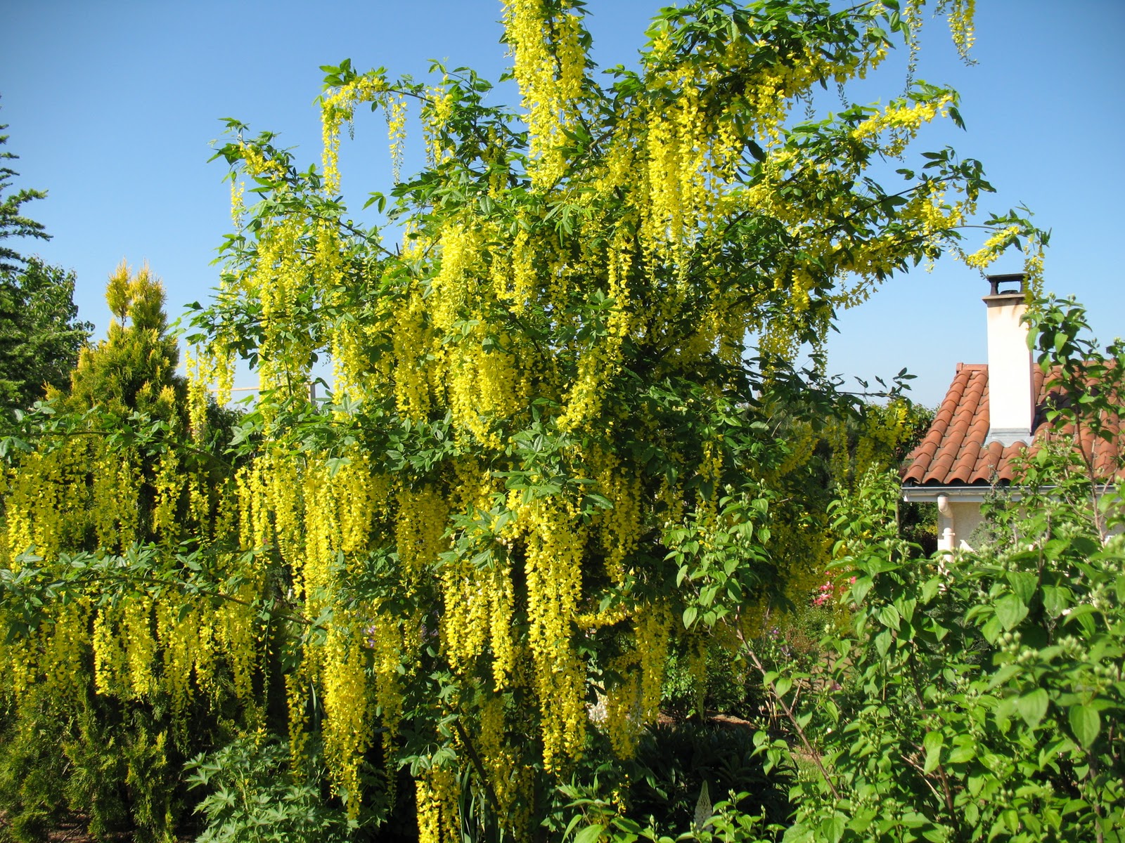 Roses du jardin Chêneland: Cytise laburnum X watereri "Vossii"