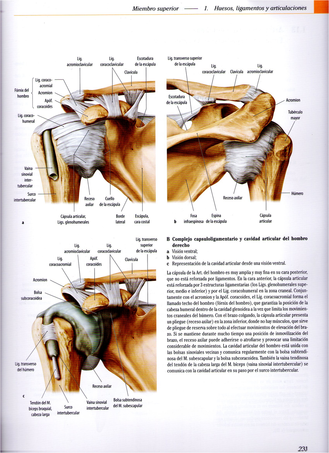 región-grupo-plano: Ligamentos del hombro.