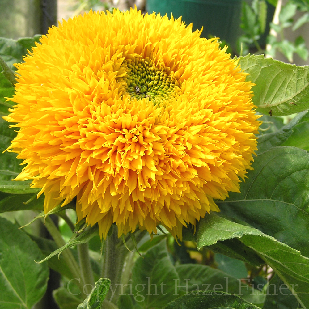 Hazel Fisher Creations: Summer Garden