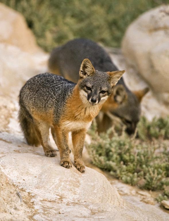 Island fox - Alchetron, The Free Social Encyclopedia