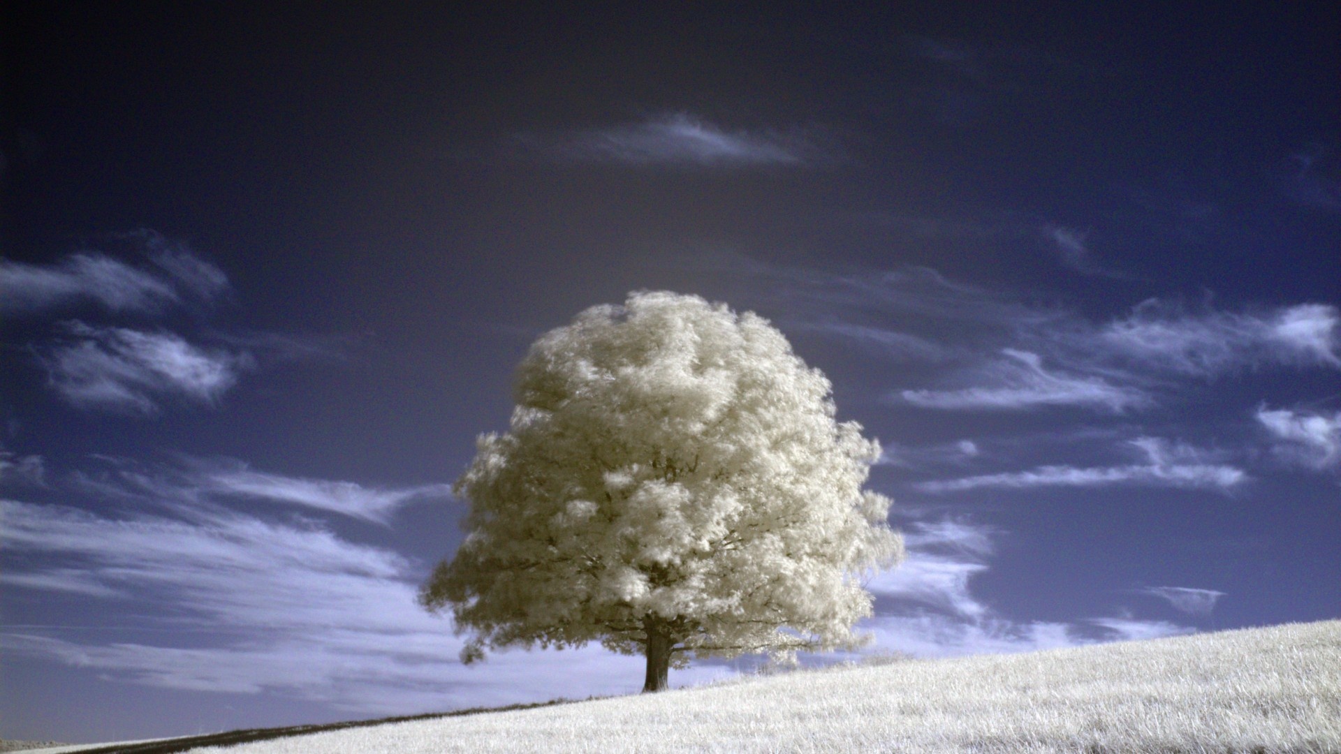 White Trees - High Definition Wallpapers - HD wallpapers