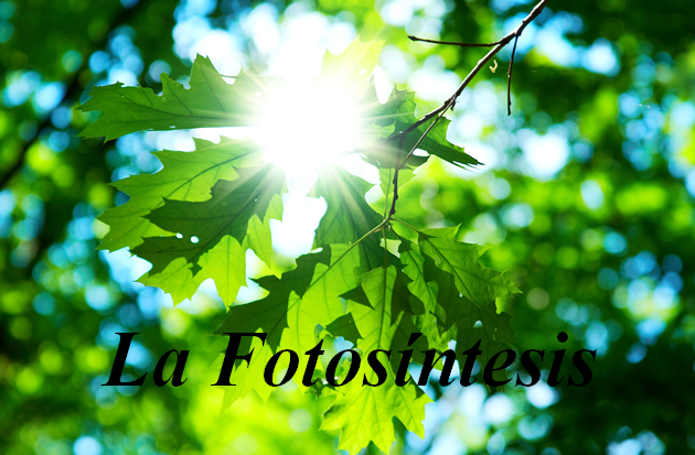 La Fotosíntesis : ¡ HOLAAA A TODOS