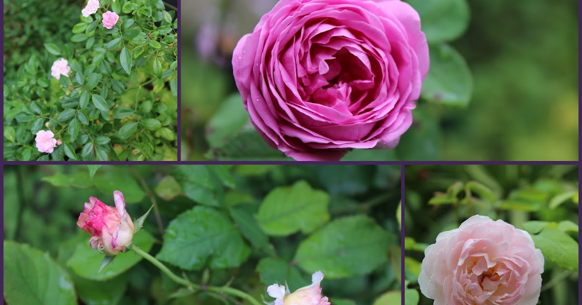 Promesse de roses: Mes belles de l'été