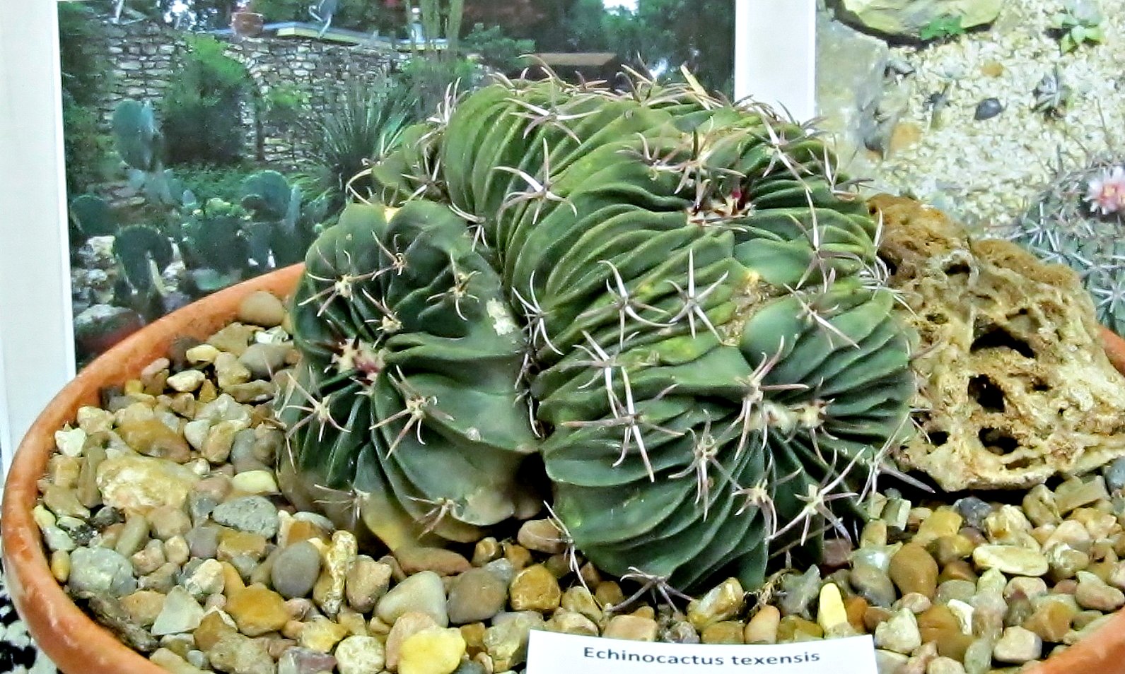 Rock-Oak-Deer: San Antonio Cactus & Xerophyte Society State Show & Sale