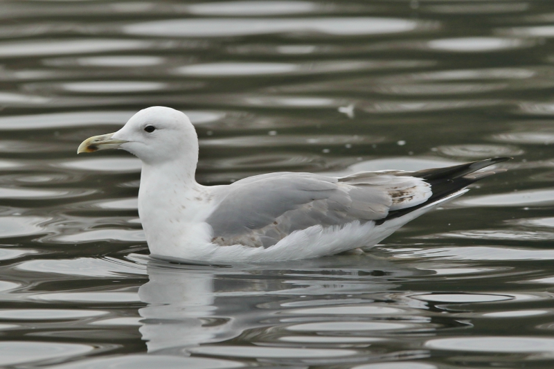 Rotherhithe & Beyond: Snaresbrook Casp and a Danish OAP