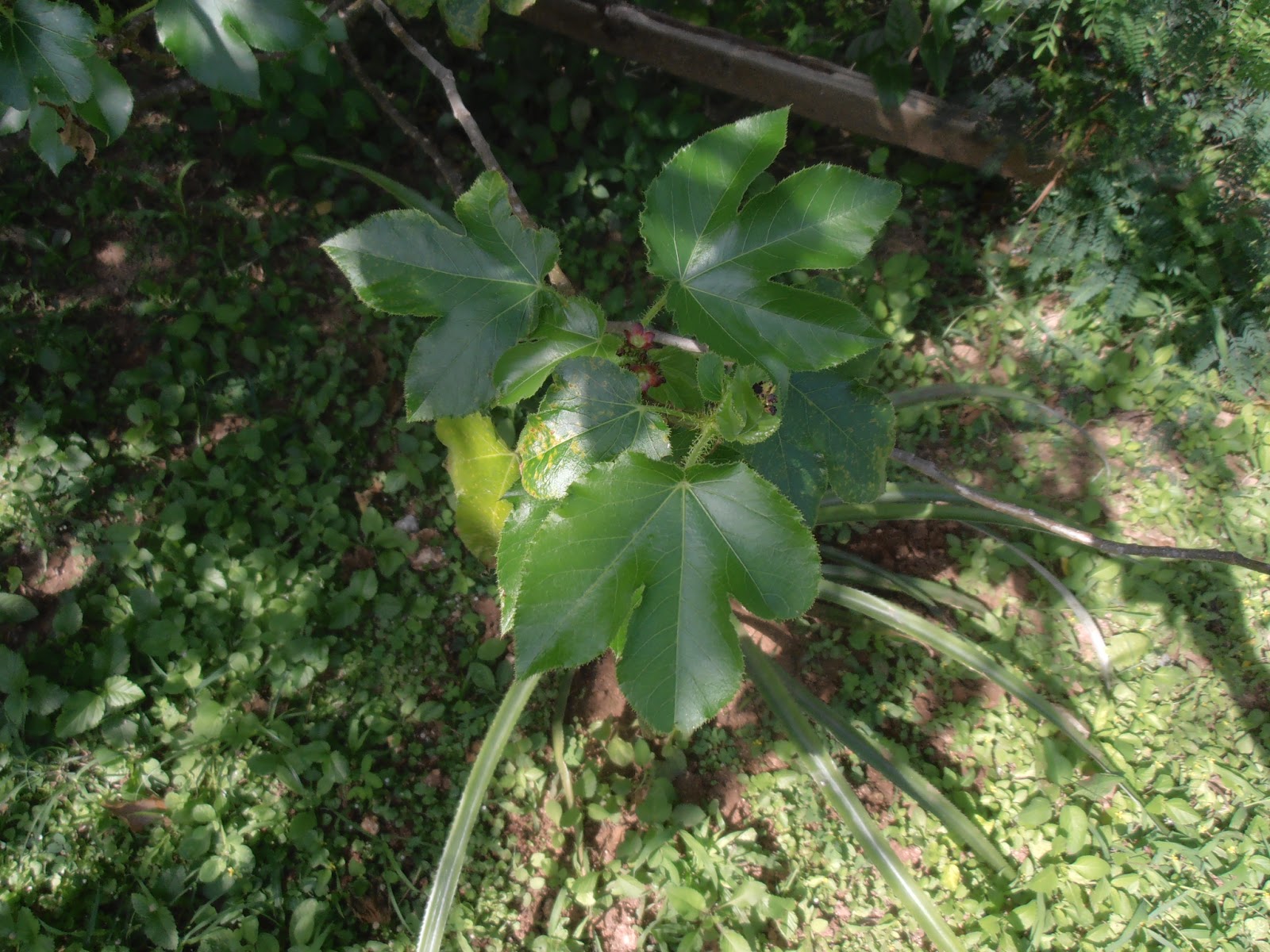 Flora de Puerto Rico Ilustrada Papo Vives: MORACEAE-FICUS CARICA HIGO