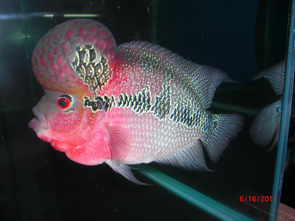 Flowerhorn The Hybrid Cichlids: Zz Red Dragon