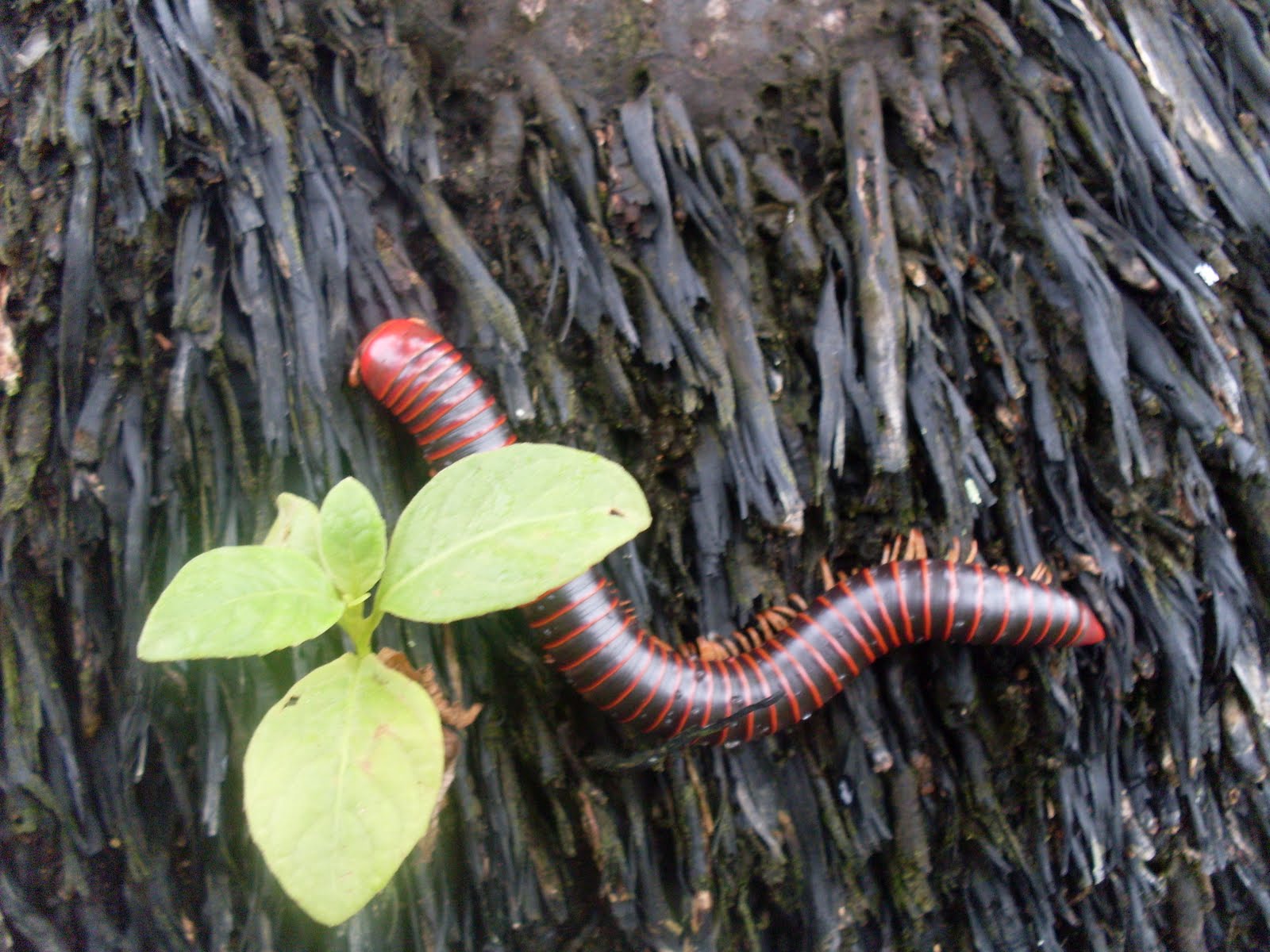 BIOFLAGRANTES*: MIRIÁPODES