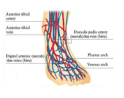 Organ Tubuh Manusia: August 2013