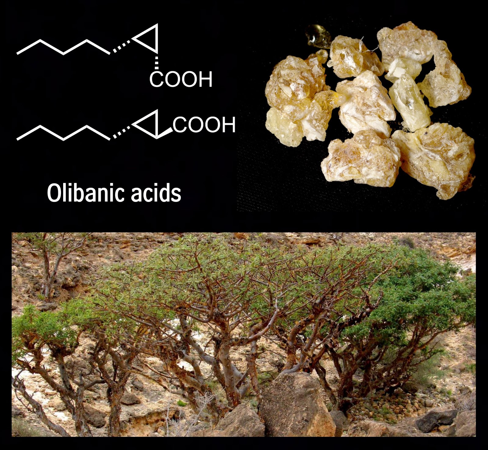Plants Are Chemists: November phytochemicals - frankincense, ephedrine ...