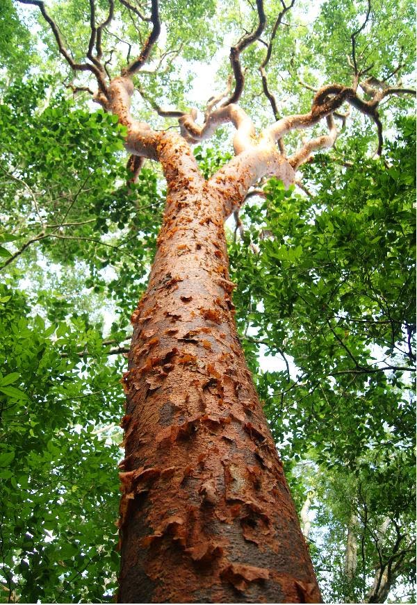 Othon Pompeyo Blanco: marzo 2015