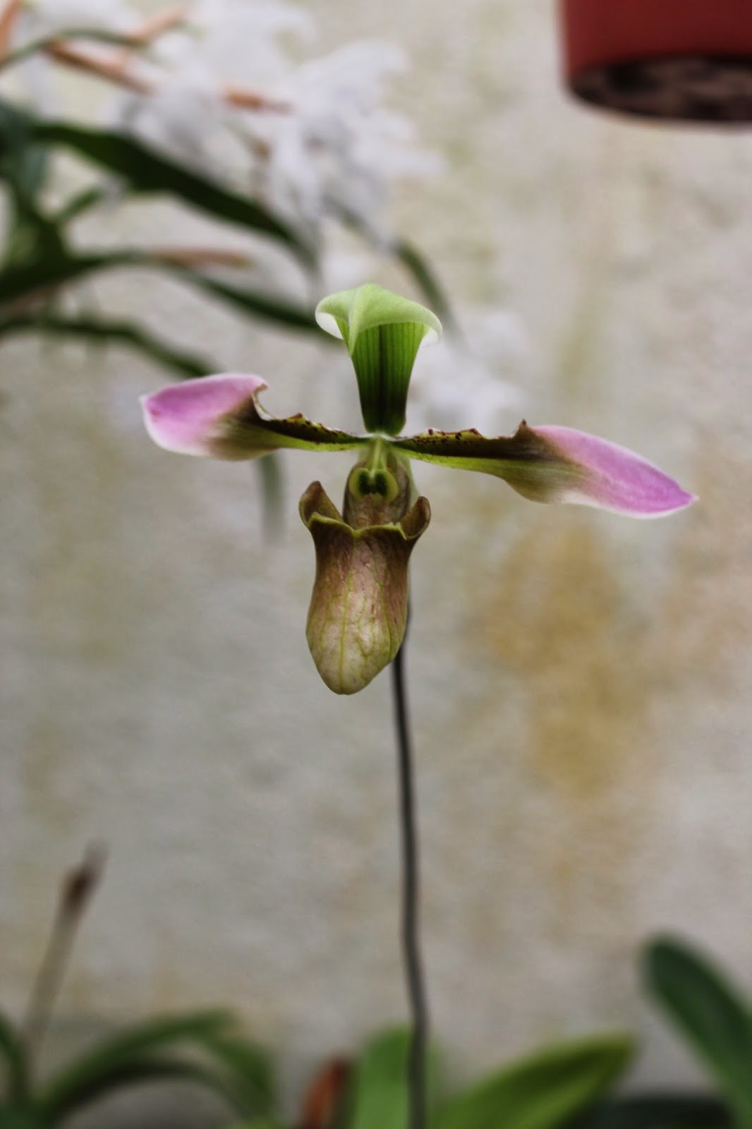 aventura com orquídeas: Paphiopedilum appletonianum