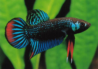 Betta Fish ~ Nice Betta