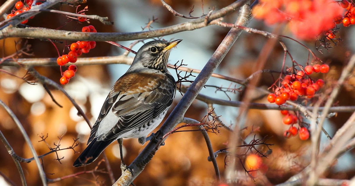 FIELDFARE!!!!!!!!!!