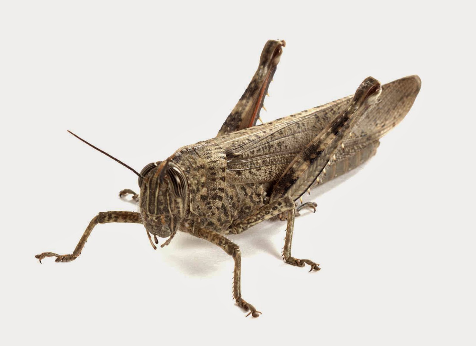 Manual del científico: Capturan un saltamontes que luego sueltan