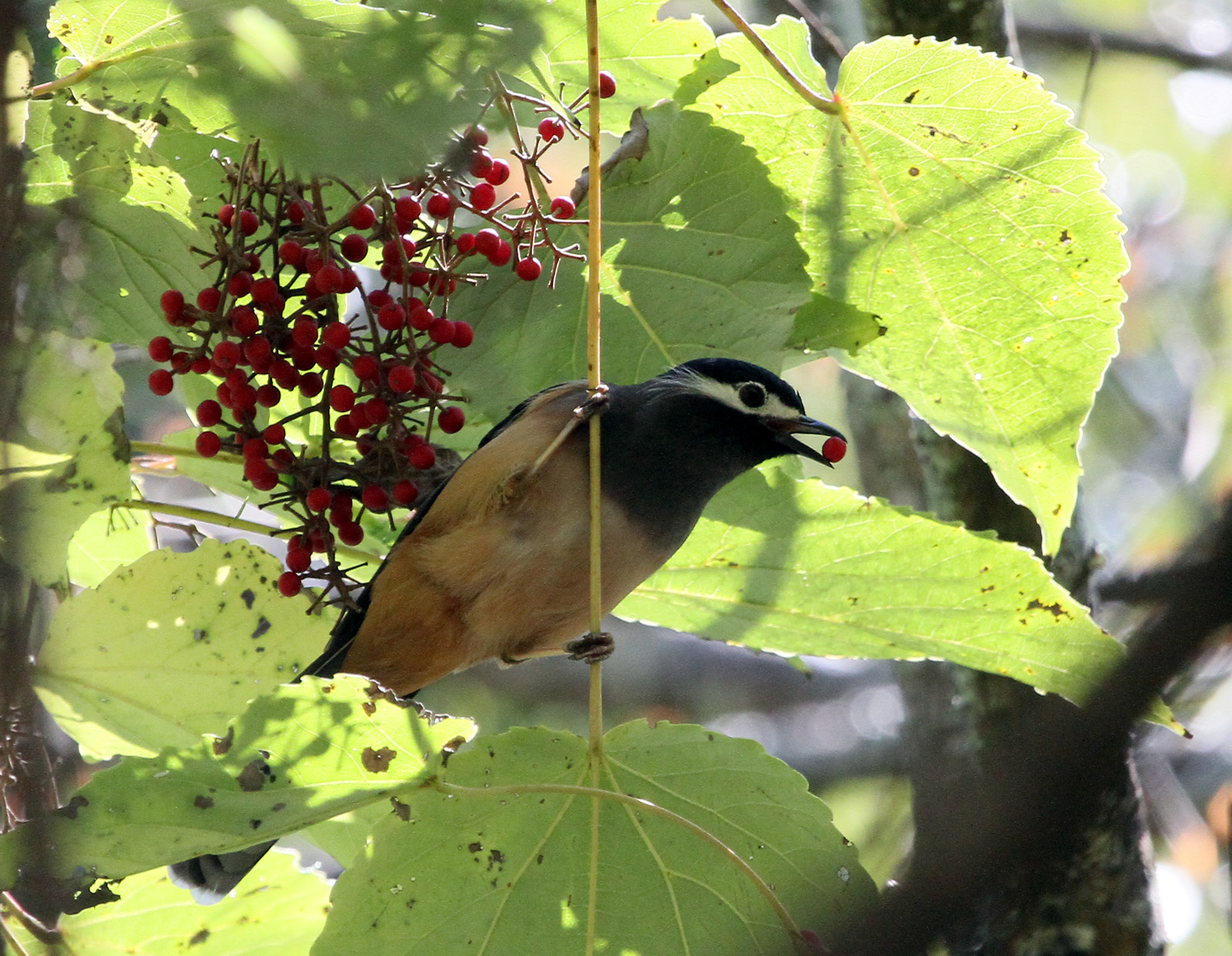 翔の飛羽分享 Bird Watching in Taiwan: 白耳奇鶥(白耳畫眉) White-eared Sibia 台灣特有種 保育類 應予保育