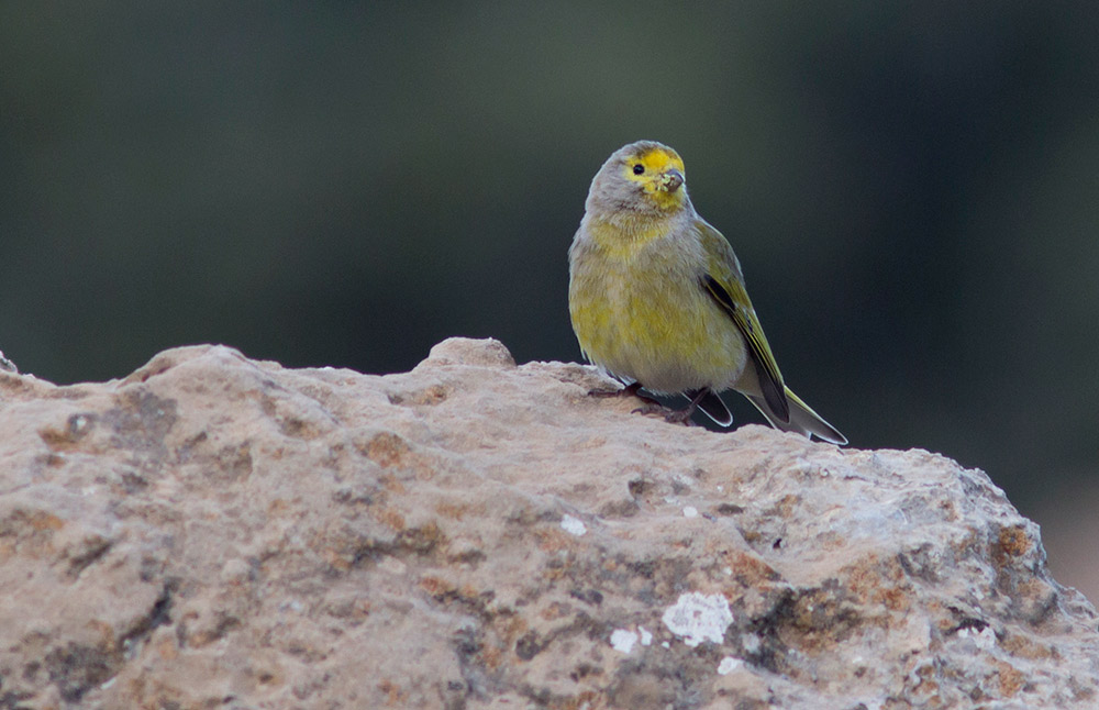 Weedon's World of Nature: Jordan Day 4 Dana Syrian Serins