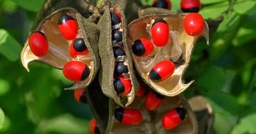 திருத்தம் பொன்.சரவணன்: செம்மையும் கருமையும் - சிவப்பு கருப்பான கதை