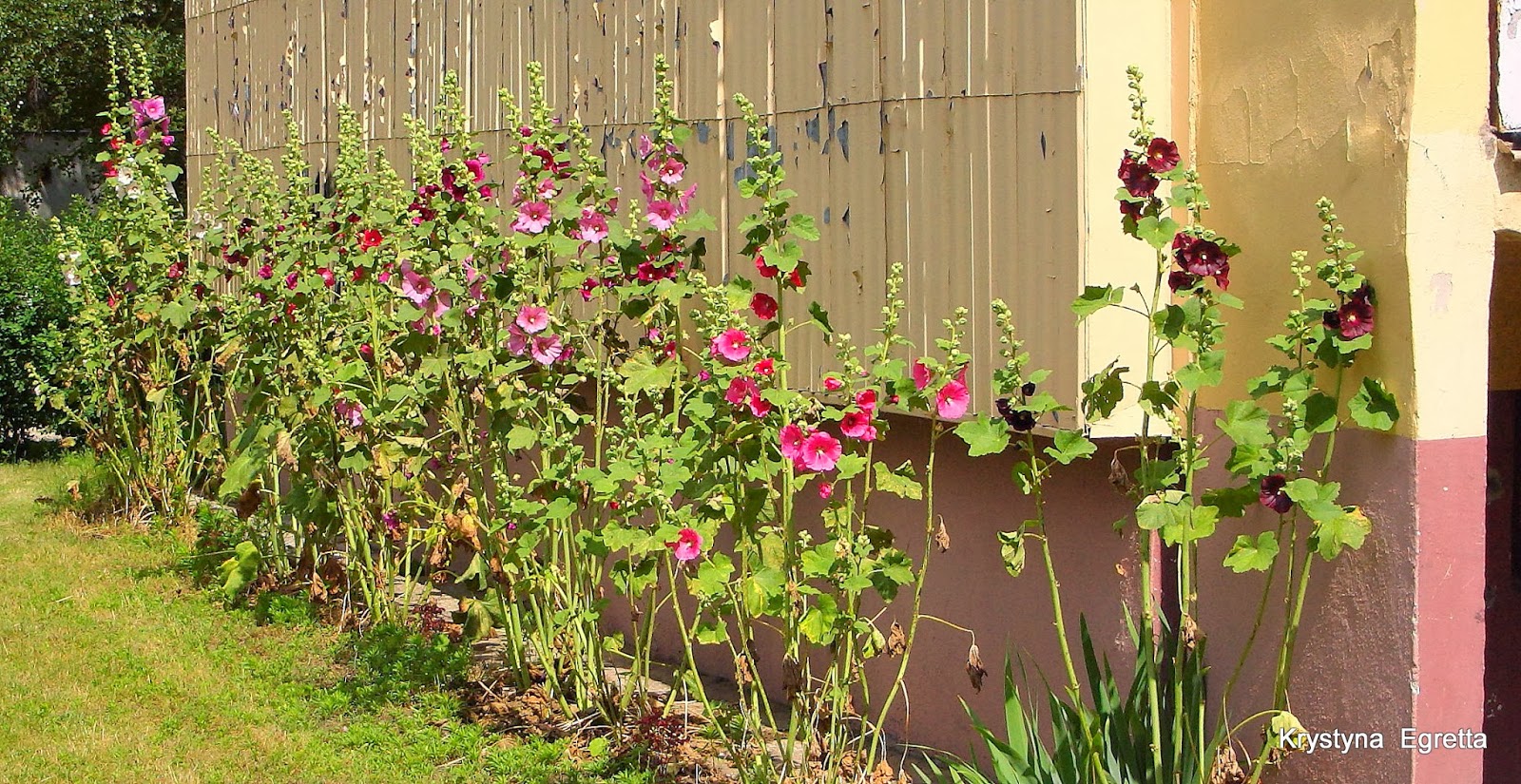 A pod moim oknem: Malwa