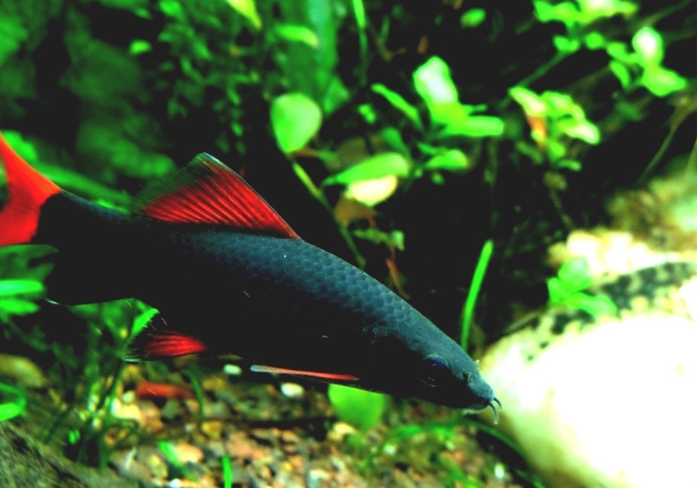 Rainbow Shark - Rainbow Shark Fish