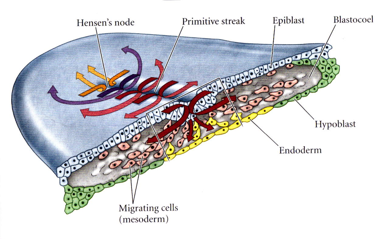 SoftwarePhysics: Software Embryogenesis